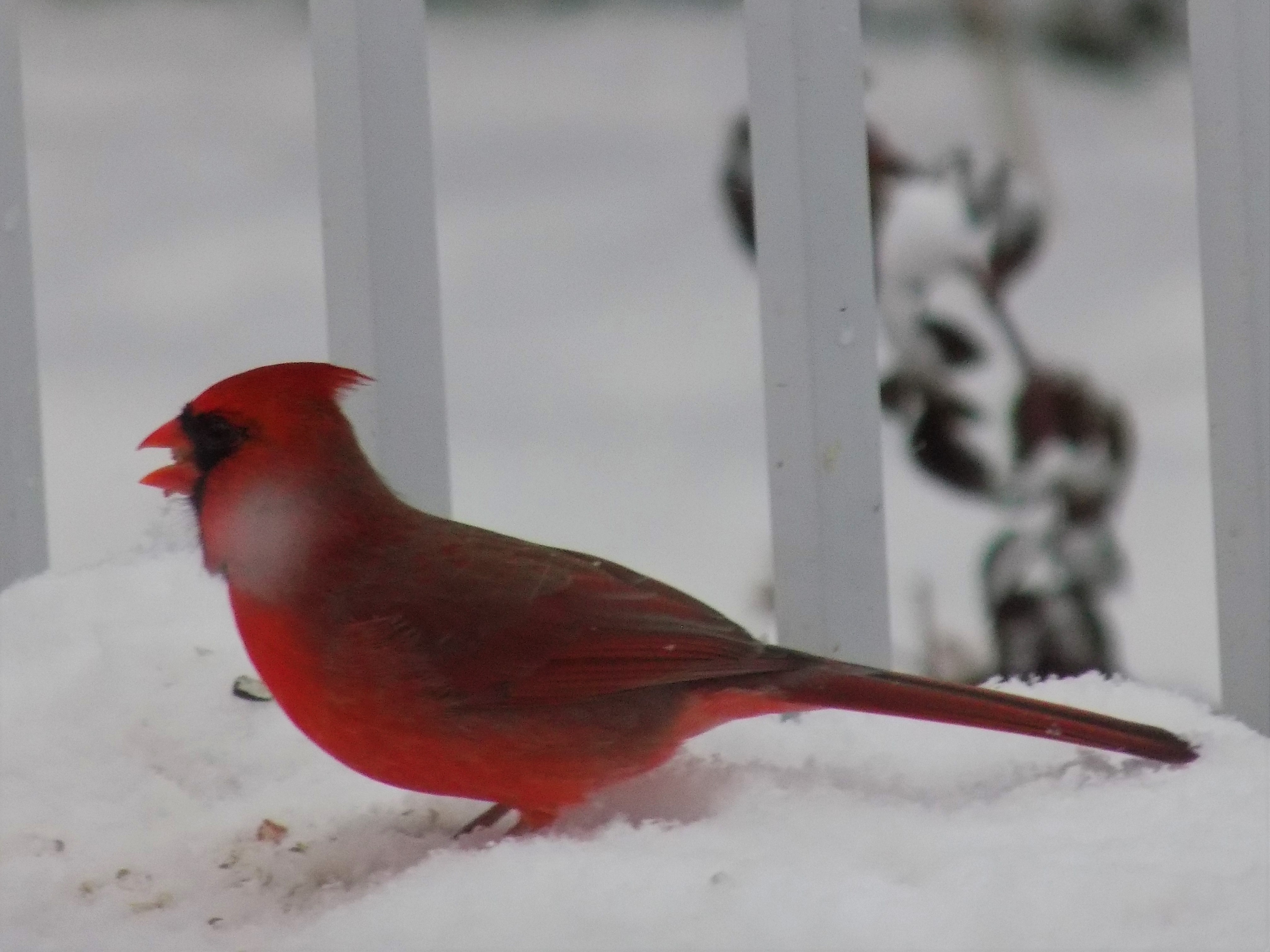 It’s a Cardinal Day, Today | cdsmiller17