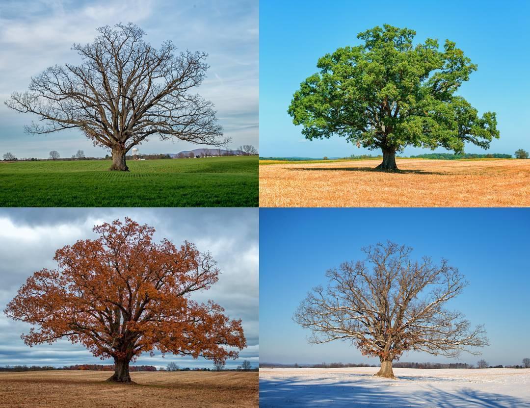 How Four Seasons of a Tree Help Explain Reincarnation | cdsmiller17